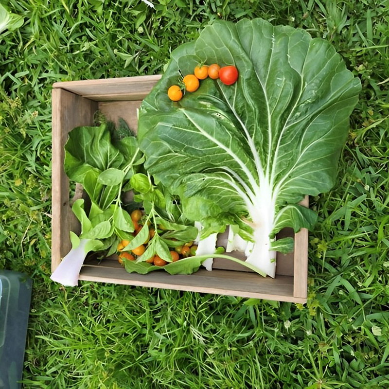 Neighborhood Farms USA